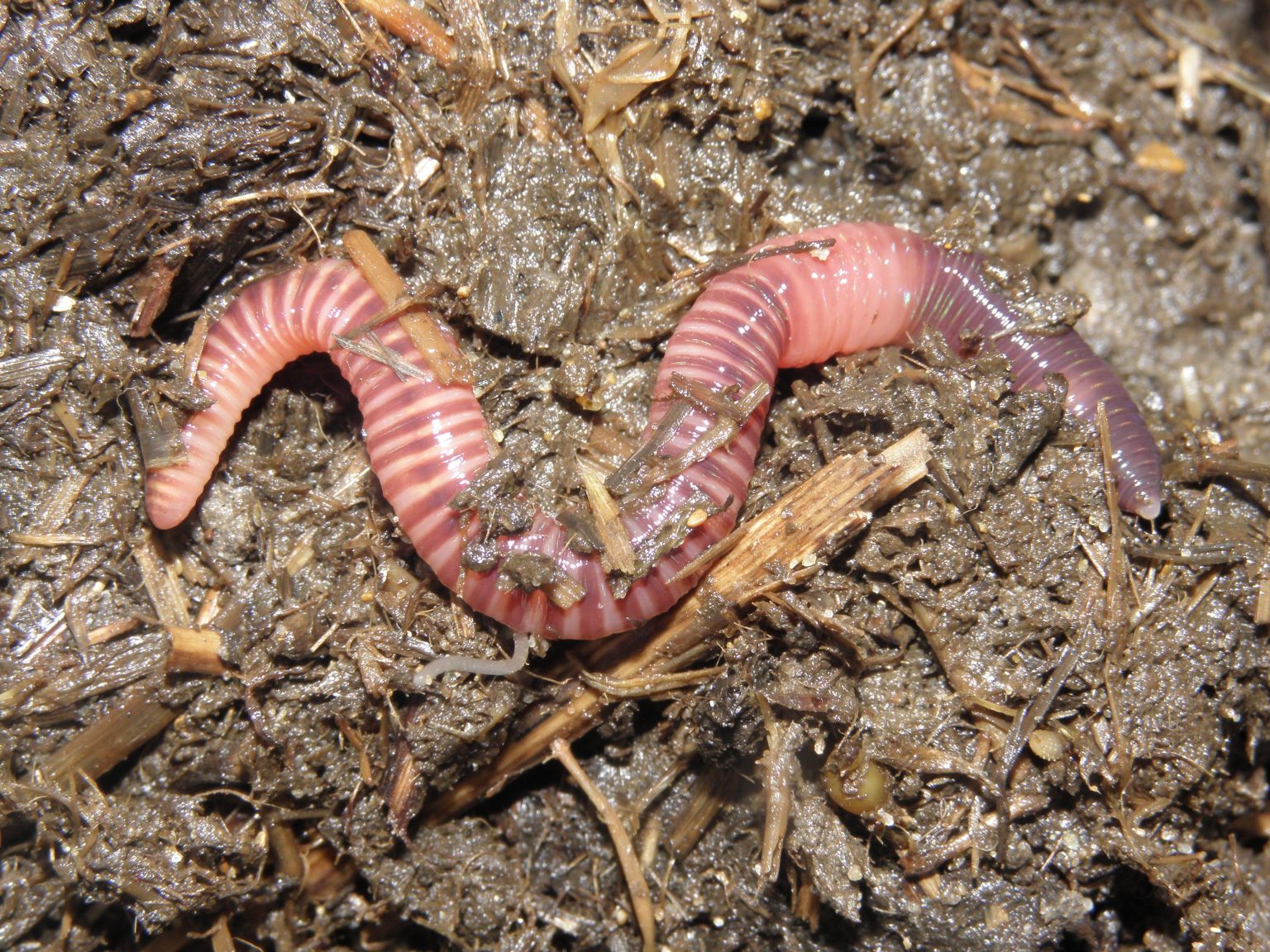Exemples : Le ver de terre est-il un insecte